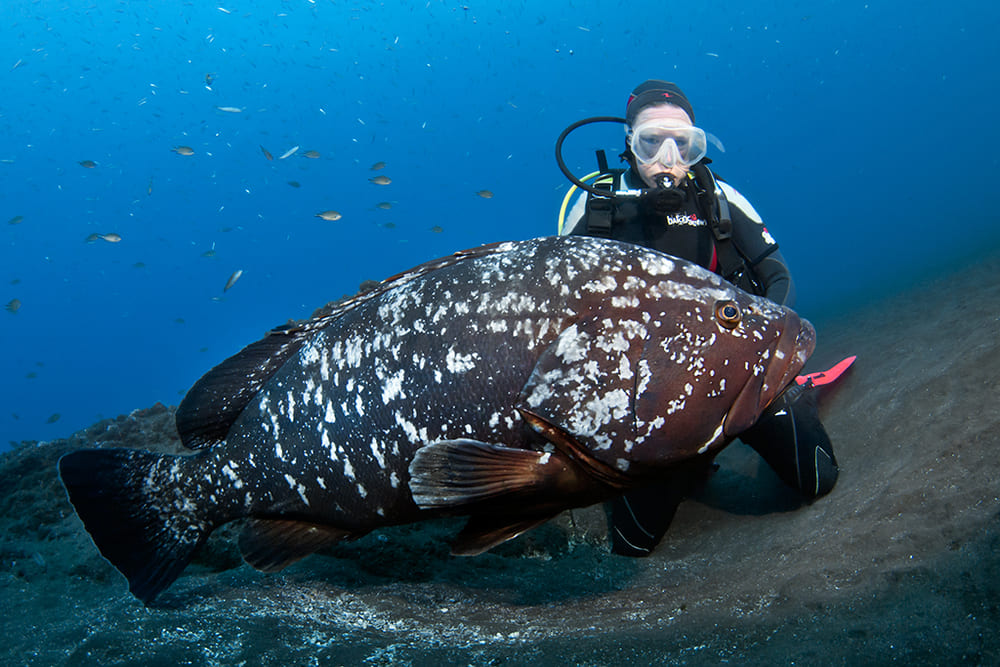 Manta Diving Madeira - Reisecenter Federsee